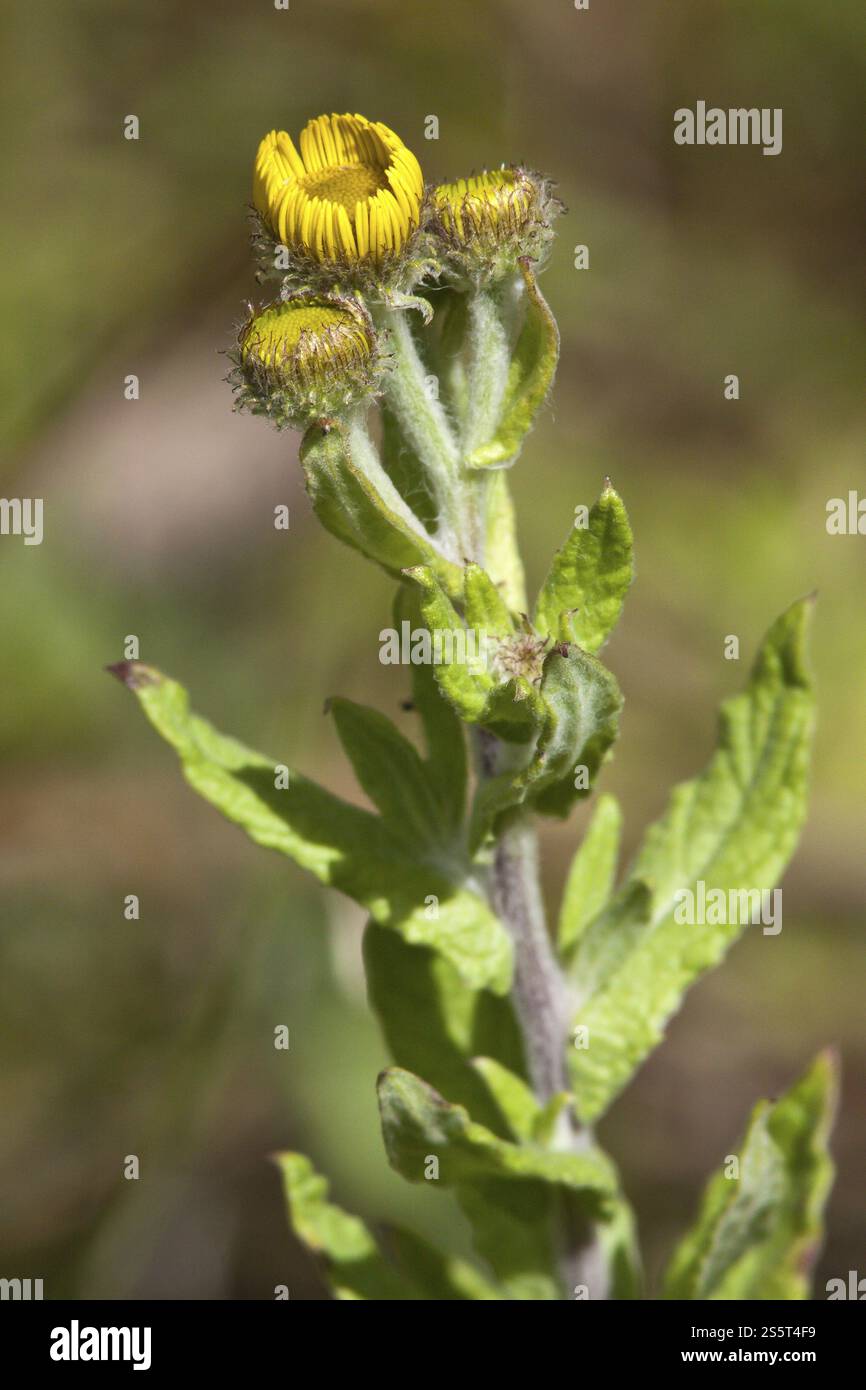 Pulicaria dysenterica, Common Fleabane, Common Fleabane Stock Photo - Alamy