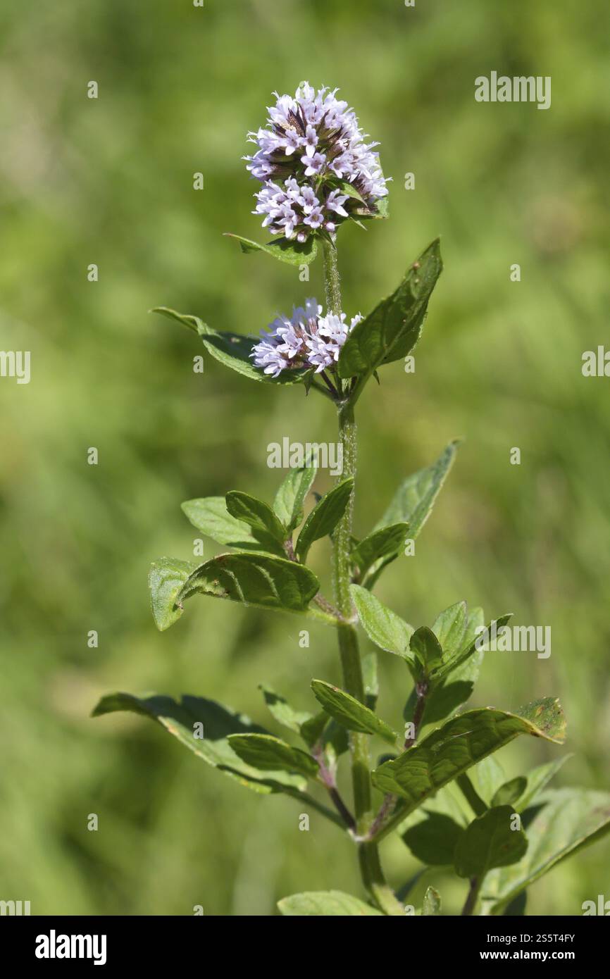 Water mint, Mentha aquatica, Water Mint Stock Photo - Alamy