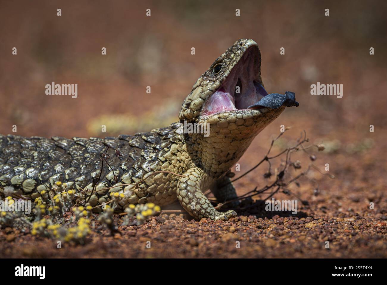 Blue-tongued skink or shingle-backed skink, also known as pine cone ...