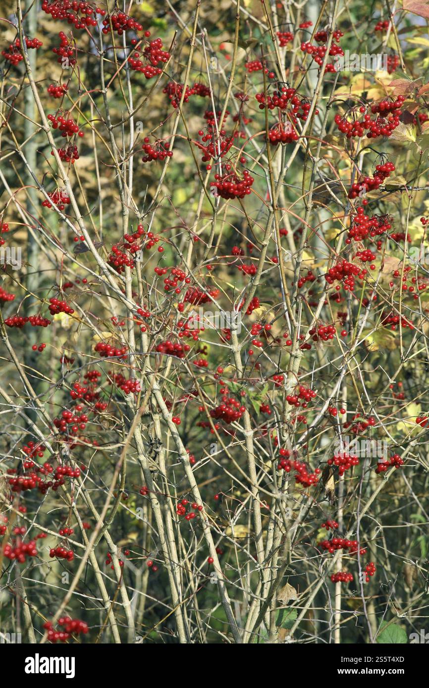 Fruits of the common snail, Viburnum opulus. Berries of the water-elder ...
