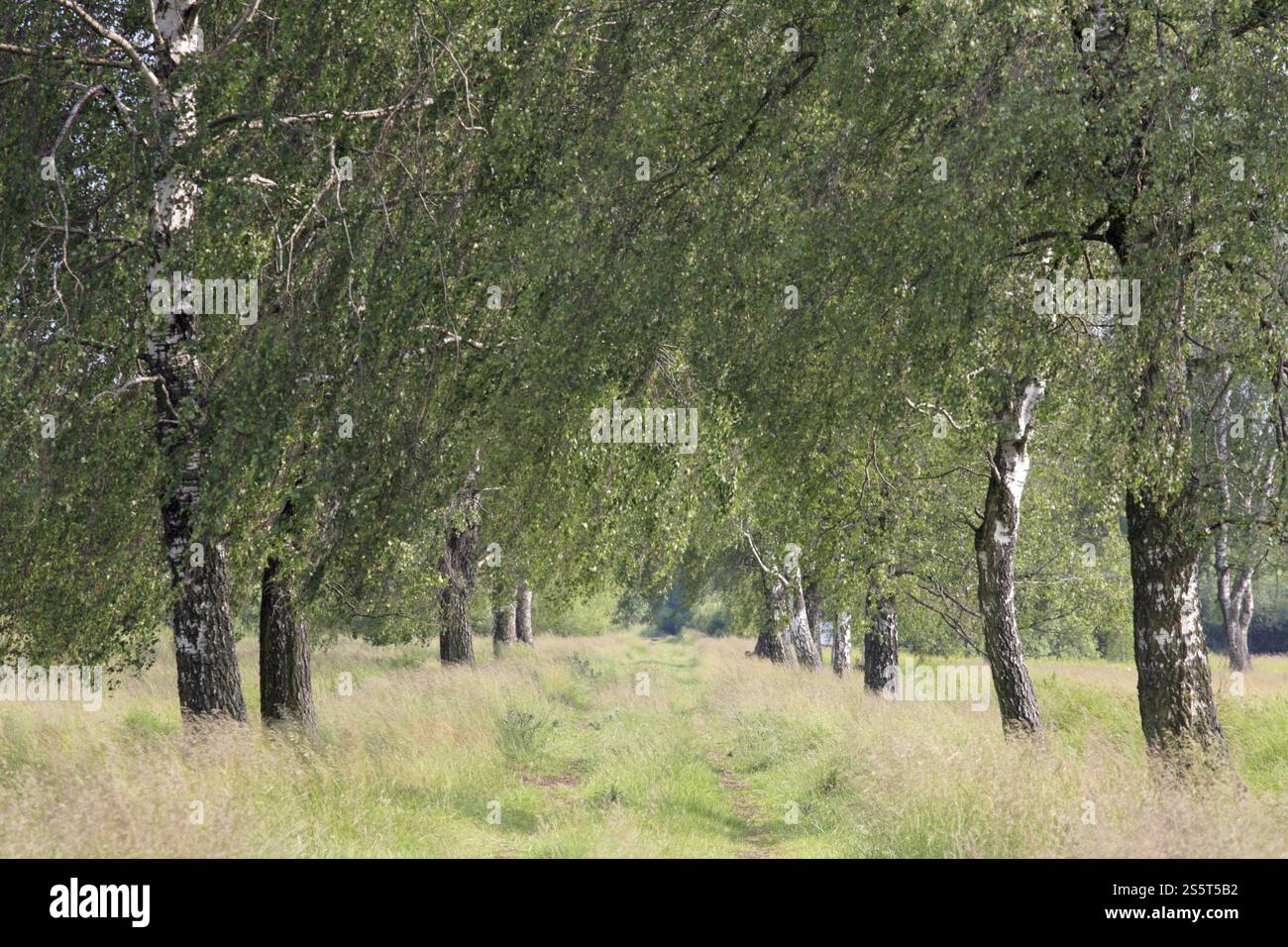 Lane lined birch trees hi-res stock photography and images - Alamy
