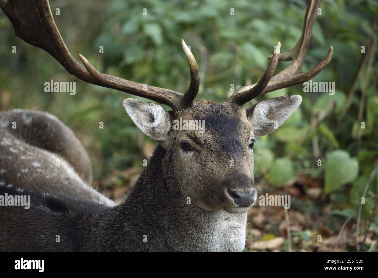 Invasive deer hi-res stock photography and images - Alamy