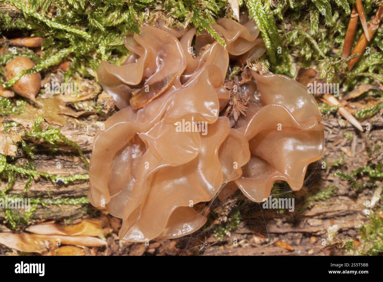 Leafy Brain brown wavy leafy fruiting body on tree trunk with green ...