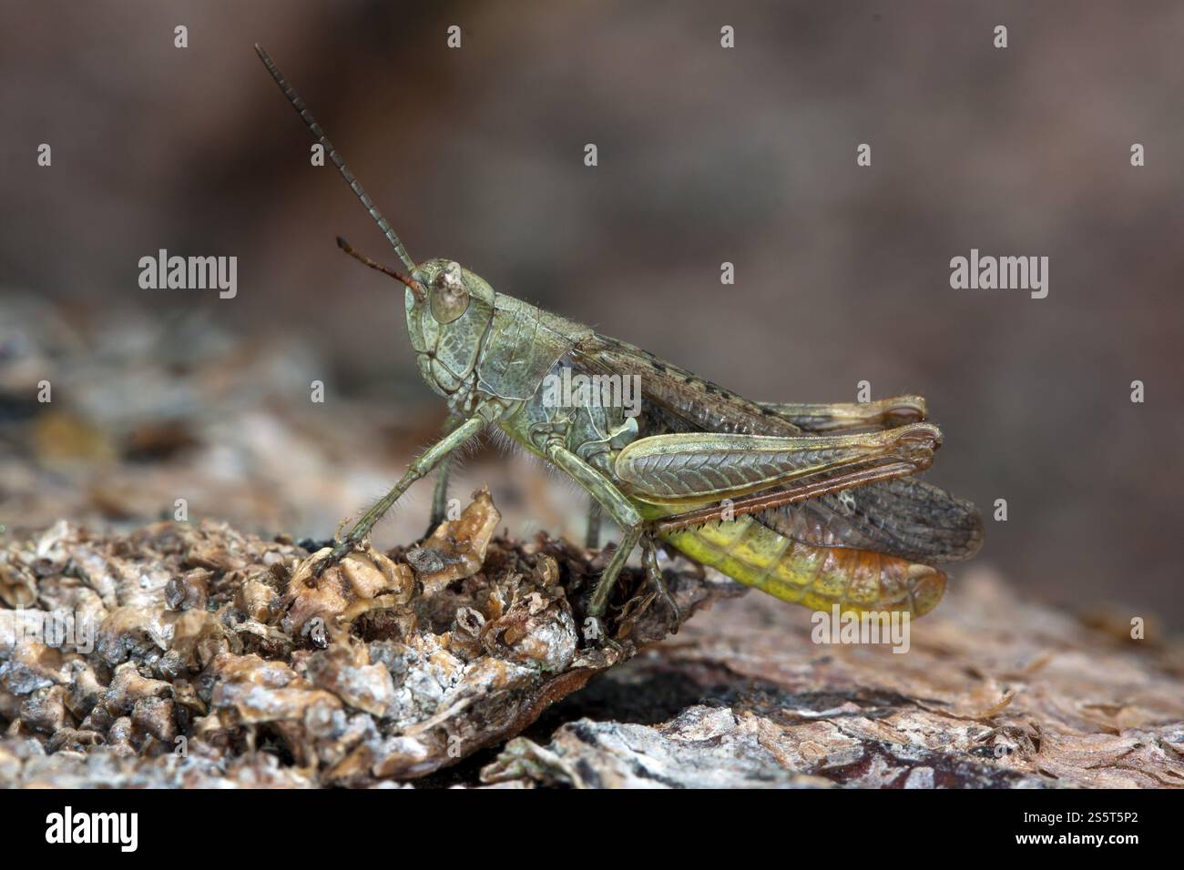 Chorthippus biguttulus, Nightingale Grasshopper, Bow-winged Grasshopper ...