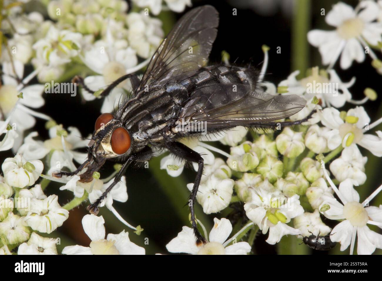 Sarcophaga africa, Flesh fly Stock Photo - Alamy