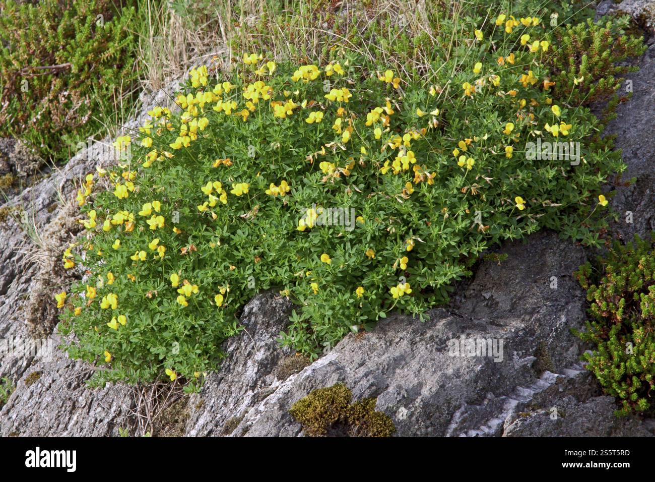 Lotus corniculatus, Bird's foot trefoil, Horn clover Stock Photo - Alamy