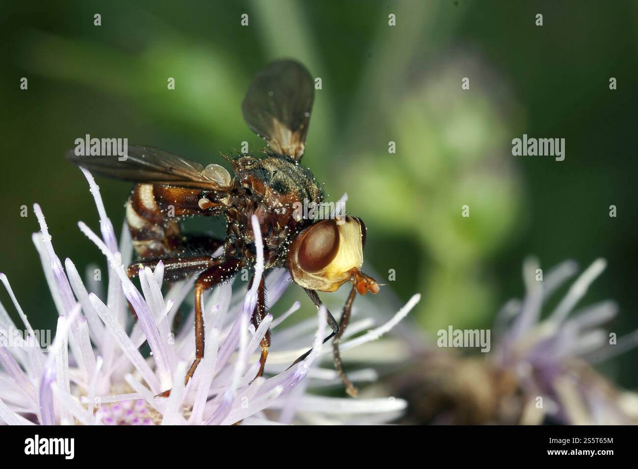 Sicus ferrugineus, Thick-headed Fly Stock Photo - Alamy