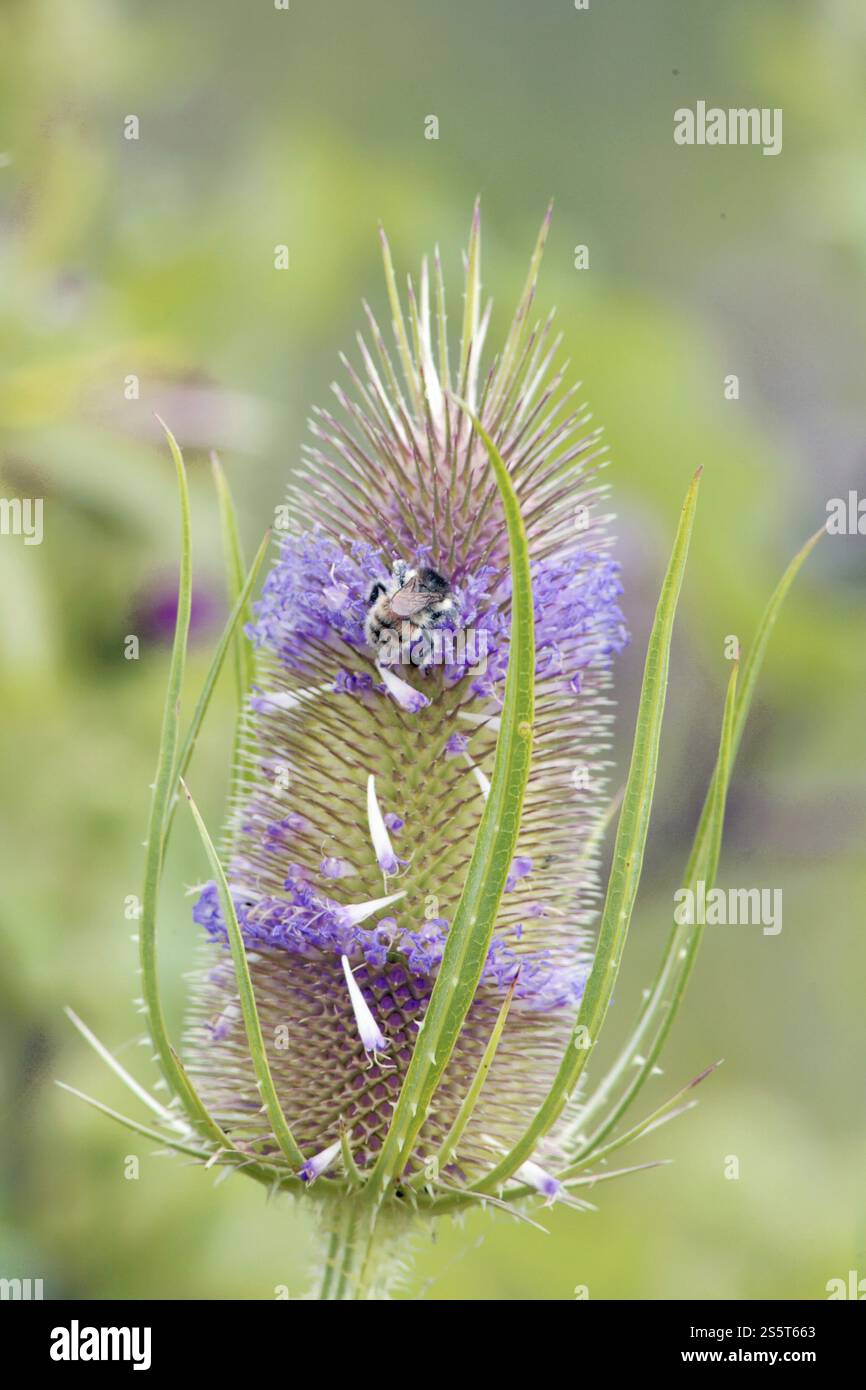 Wild teasel, Dipsacus fullonum, Fuller's teasel Stock Photo - Alamy