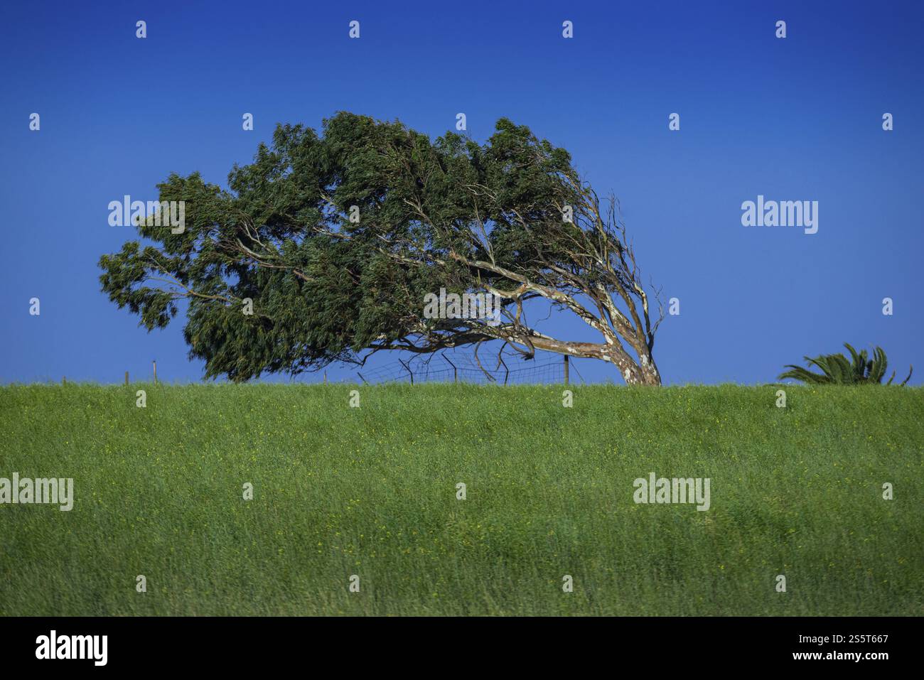 Windswept eucalyptus tree in a field, wind escape, Greenough, Western ...