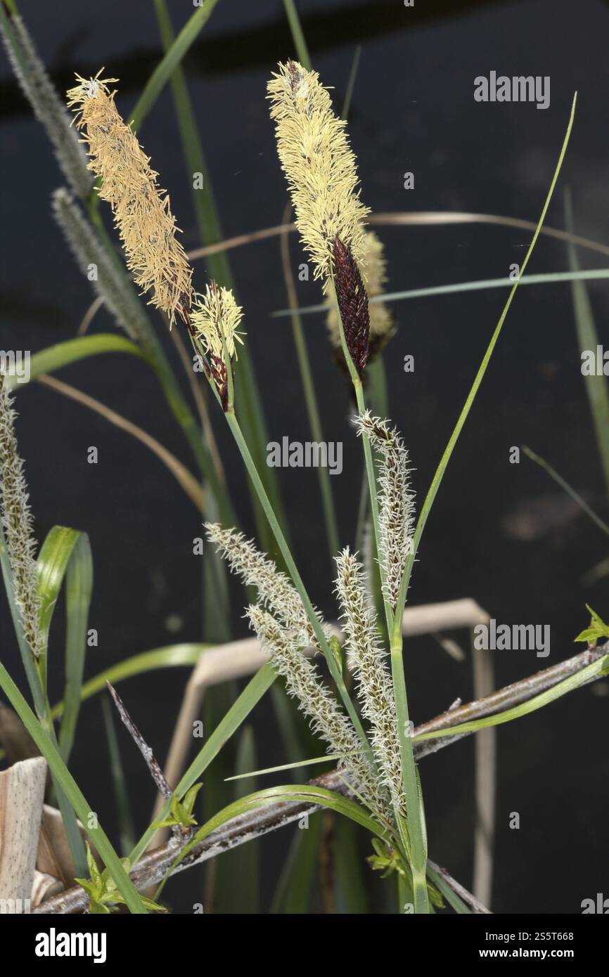 Marsh sedge, Carex acutiformis, lesser pond sedge Stock Photo - Alamy