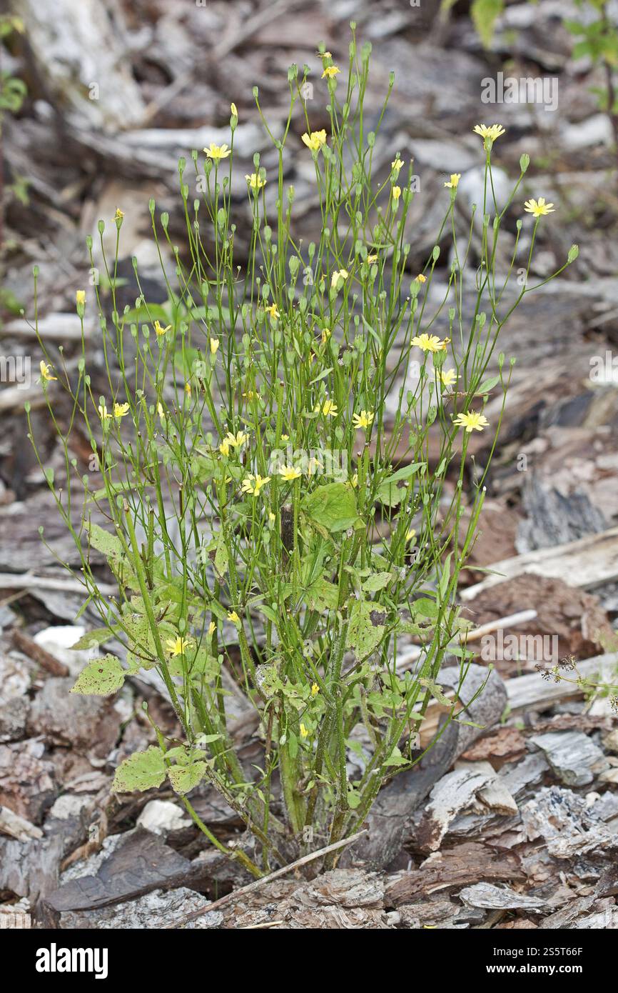 Lapsana communis, Rainkohl, Nipplewort Stock Photo - Alamy