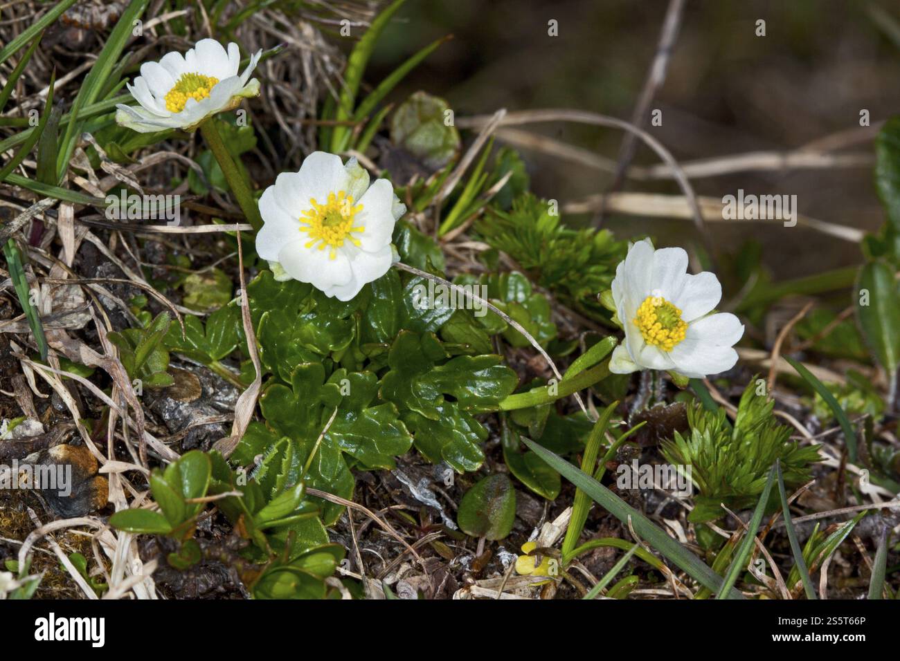 Ranunculus alpestris, Alpine buttercup Stock Photo - Alamy