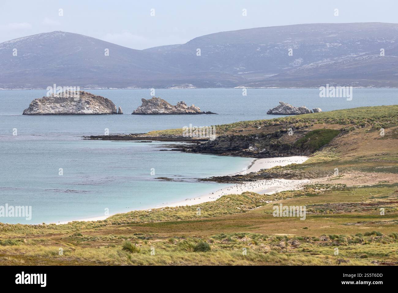 Falkland Island coastline with white sand beach and penguins Stock ...