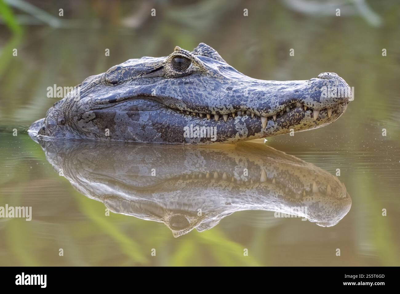 Spectacled caiman (Caiman crocodilus yacara), Crocodile (Alligatoridae ...