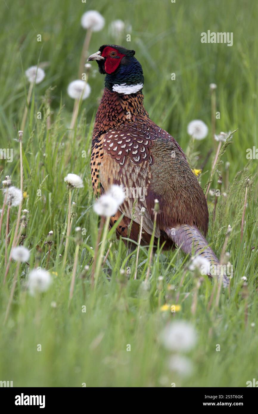 Splendid plumage hi-res stock photography and images - Alamy