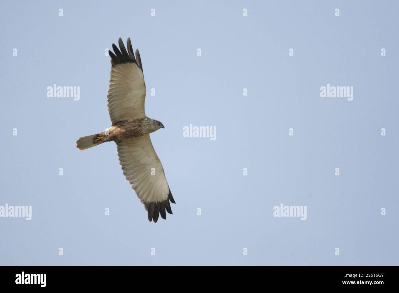 Male marsh harrier Stock Photo - Alamy