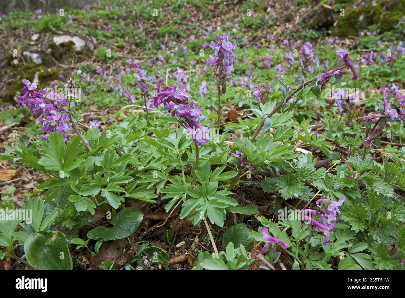 Hollow larkspur, Corydalis bulbosa Stock Photo - Alamy