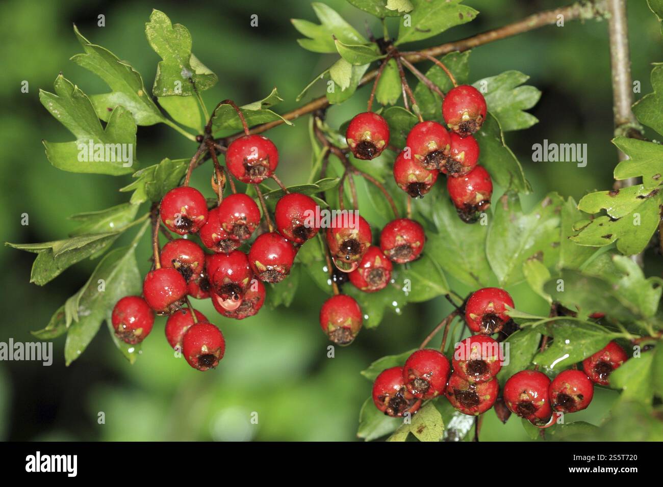 Fruits of Common hawthorn, Fruits of Common hawthorn Stock Photo - Alamy