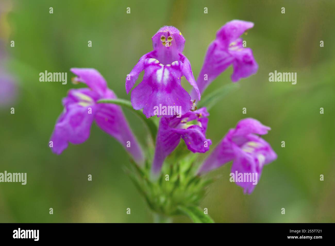 Galeopsis ladanum varum angustifolia, Galeopsis angustifolia Stock ...