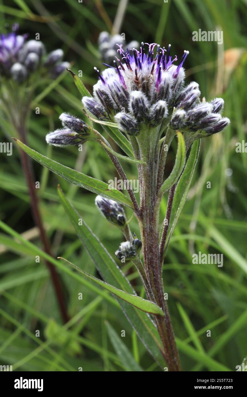 Alpine saw word Stock Photo - Alamy