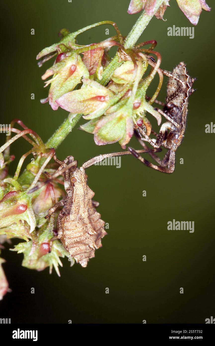 Coreus marginatus, Leather bug, Dock bug, Larva Stock Photo - Alamy
