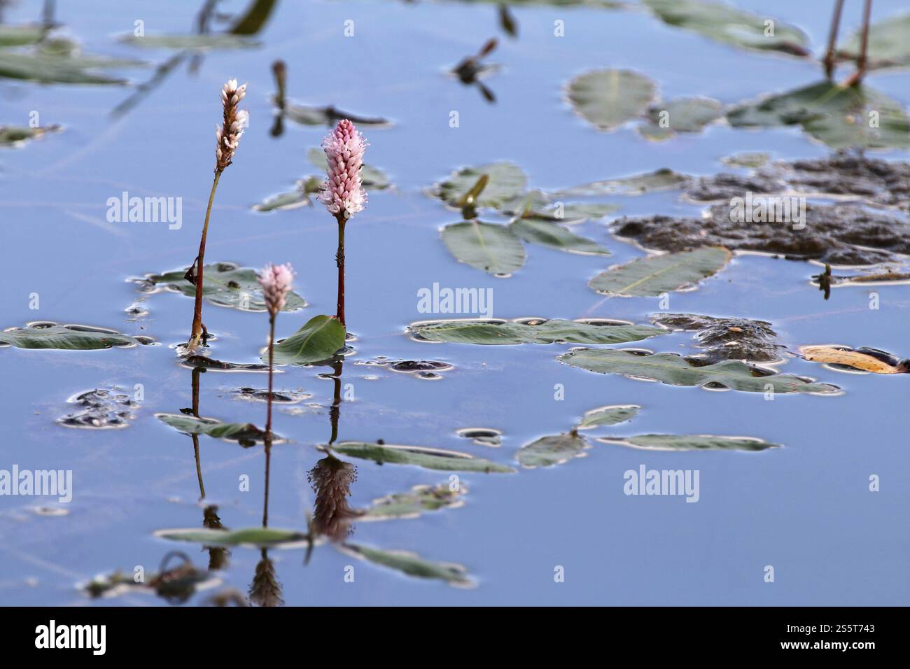 Persicaria amphibia, water knotweed Stock Photo - Alamy