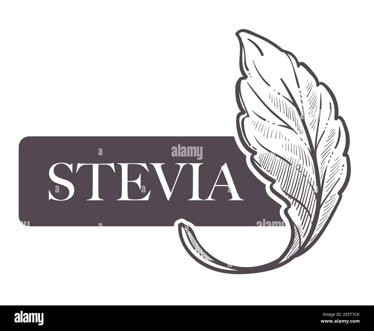 Stevia natural sweetener, leaf put in drink cup vector. Monochrome ...