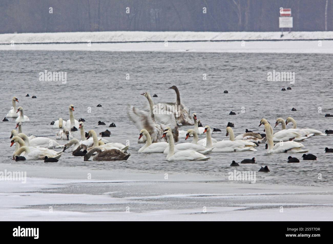 Swans on ice near hi-res stock photography and images - Alamy