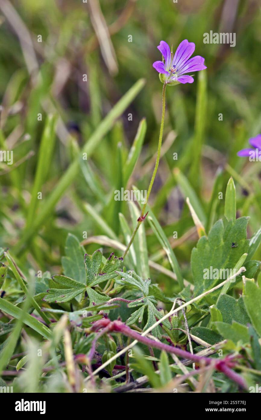Geranium columbinum, stone cranesbill Stock Photo - Alamy