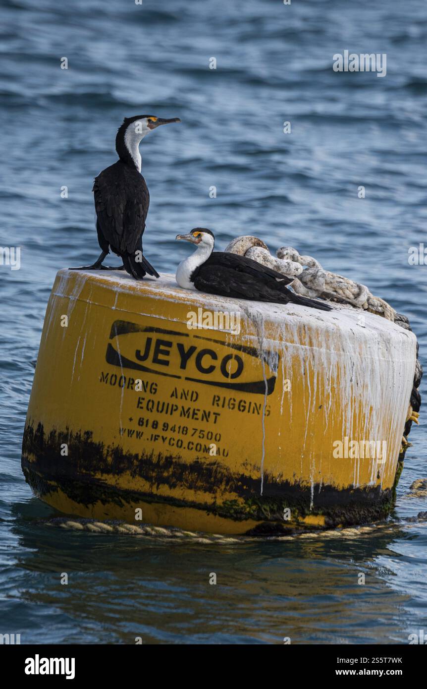 Magpie Cormorants (Phalacrocorax varius), also known as Magpie ...