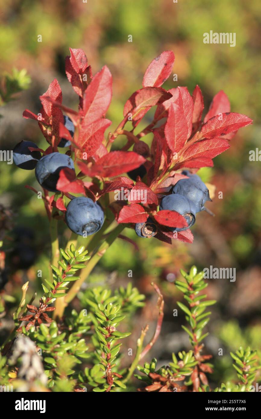 Autumn coloured blueberry. Vaccinium myrtillus. Blueberry Stock Photo ...