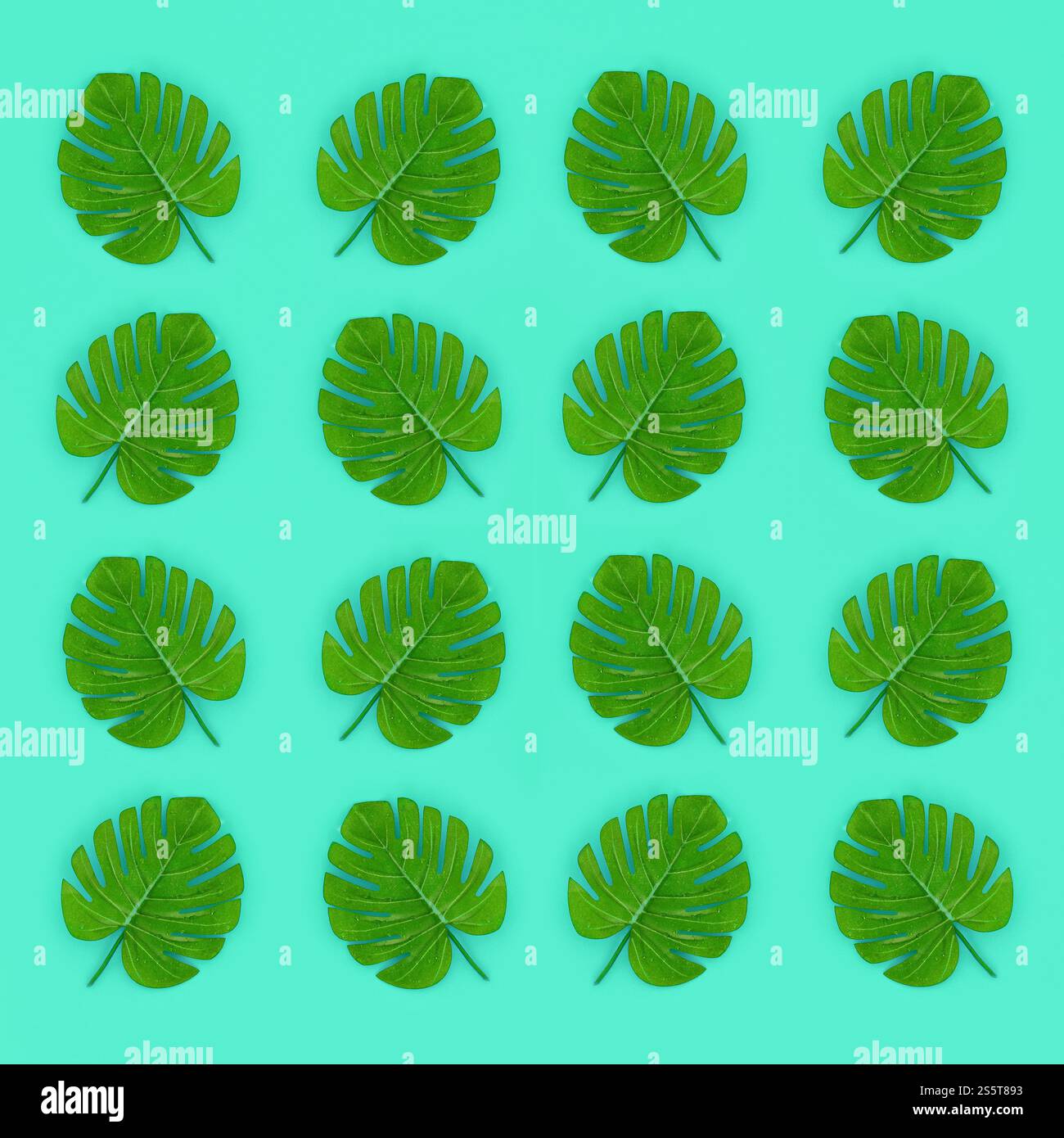 Tropical palm monstera leaves lies on a pastel colored paper. Nature ...