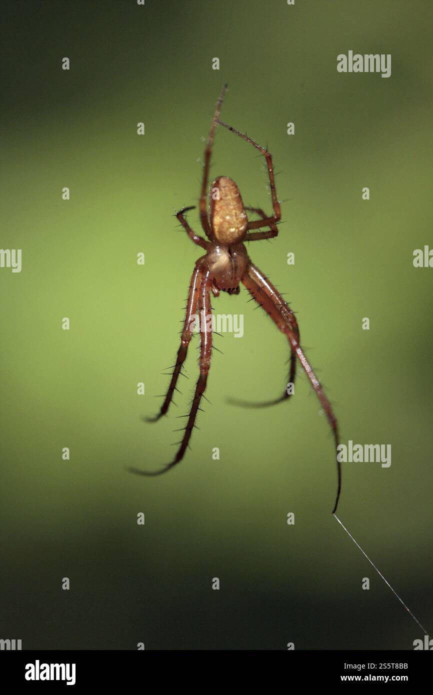 Autumn spider (Metallina segmentata) in its web. She is holding the ...