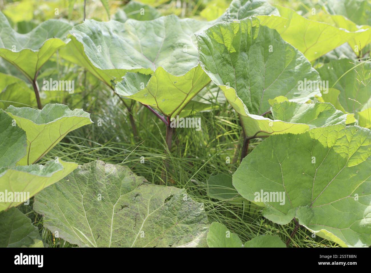 Leaves of the coltsfoot Stock Photo - Alamy