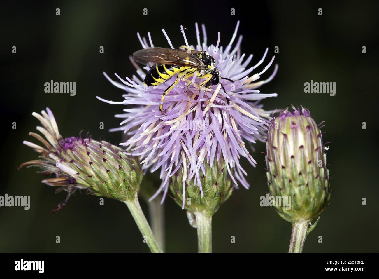Tenthredo notha, Leaf Wasp, Common Sawfly Stock Photo - Alamy
