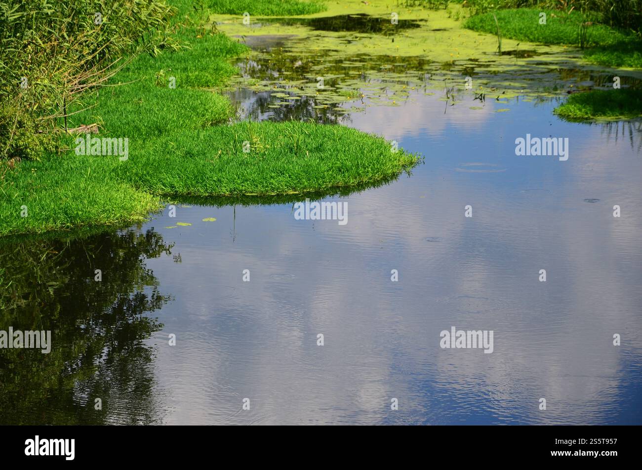 Summer day landscape with a large swamp dotted with green duckweed and ...