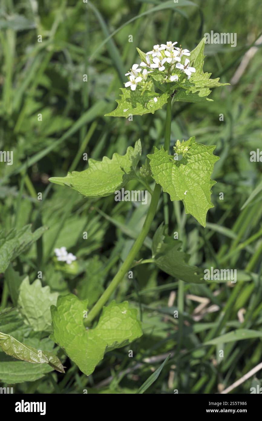 Garlic mustard, Alliaria petiolata Stock Photo - Alamy