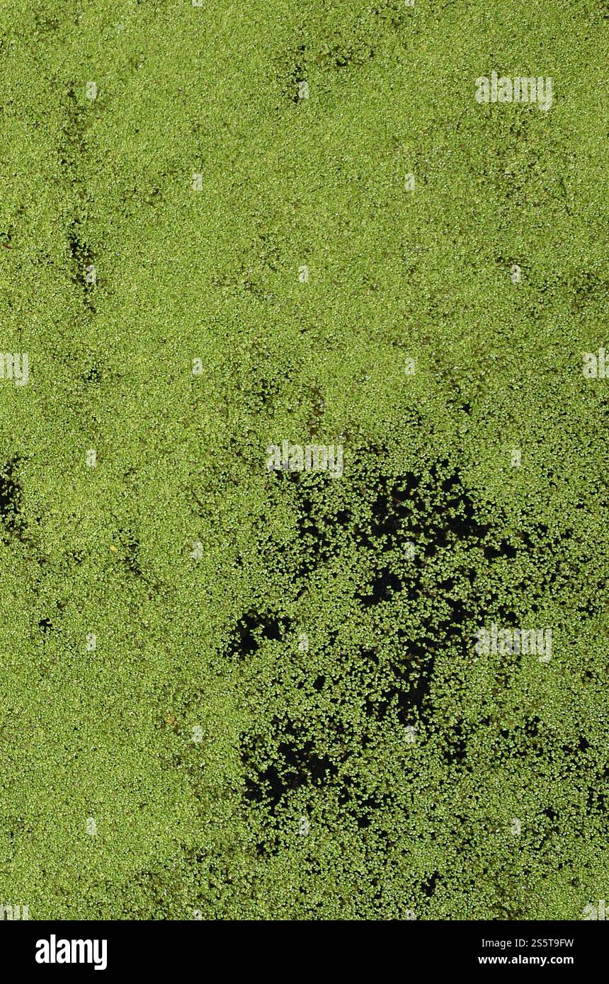 Texture of swamp water dotted with green duckweed and marsh vegetation ...