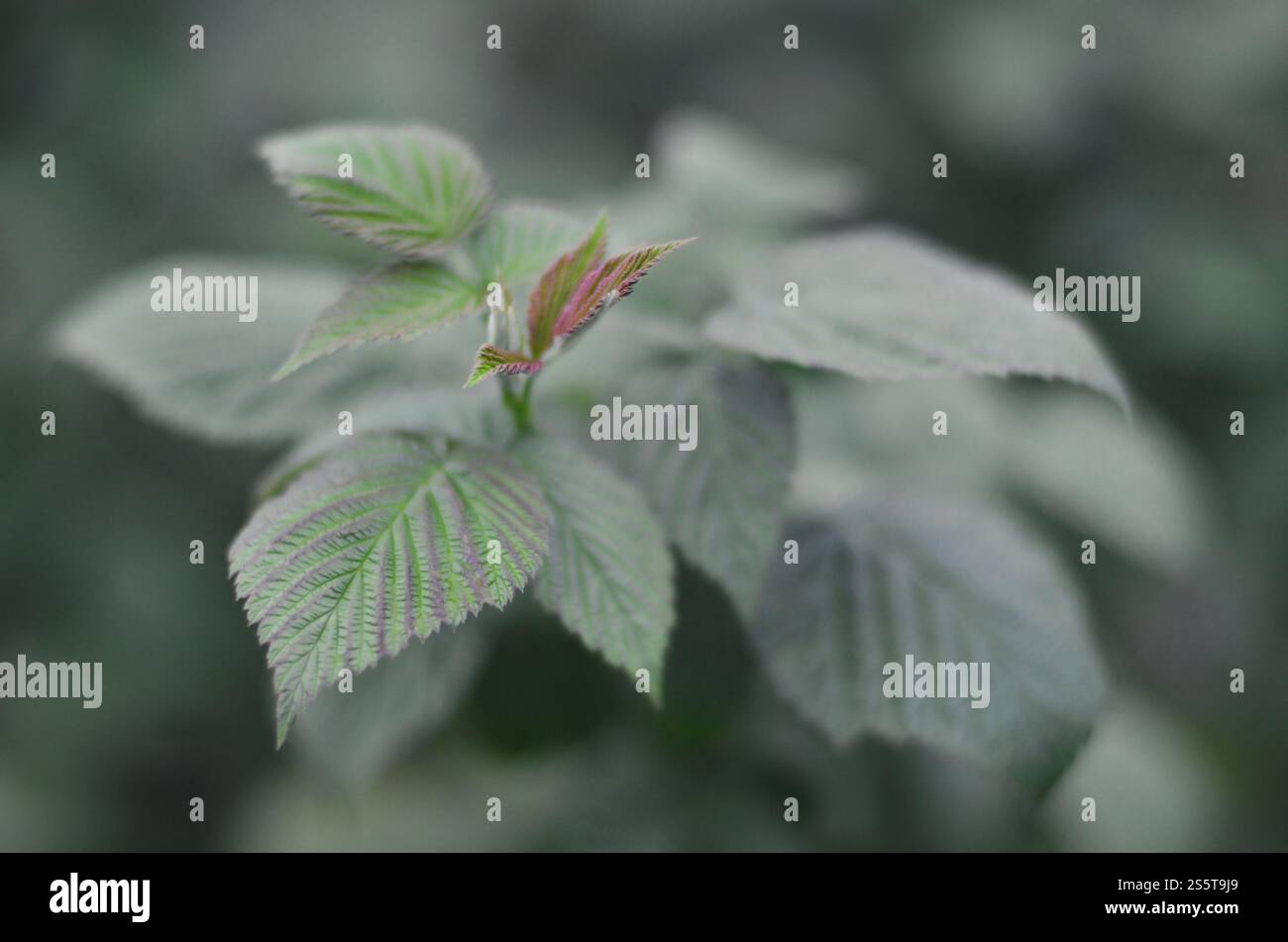 Photo of a few green leaves from a raspberry bush. Growing bush of ...