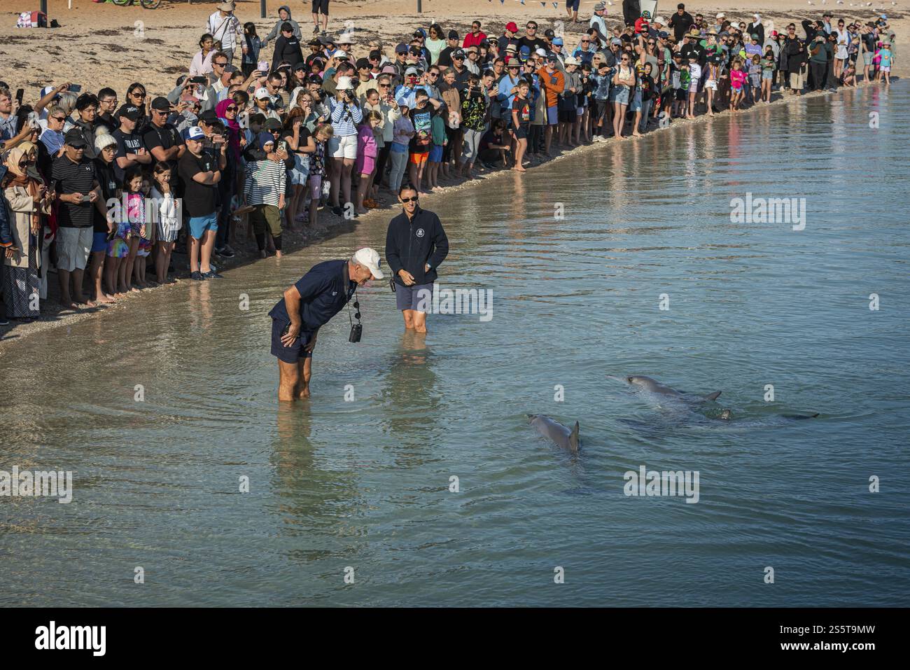 Tourists experience a dolphin feeding, Monkey Mia, Shark Bay, Western ...