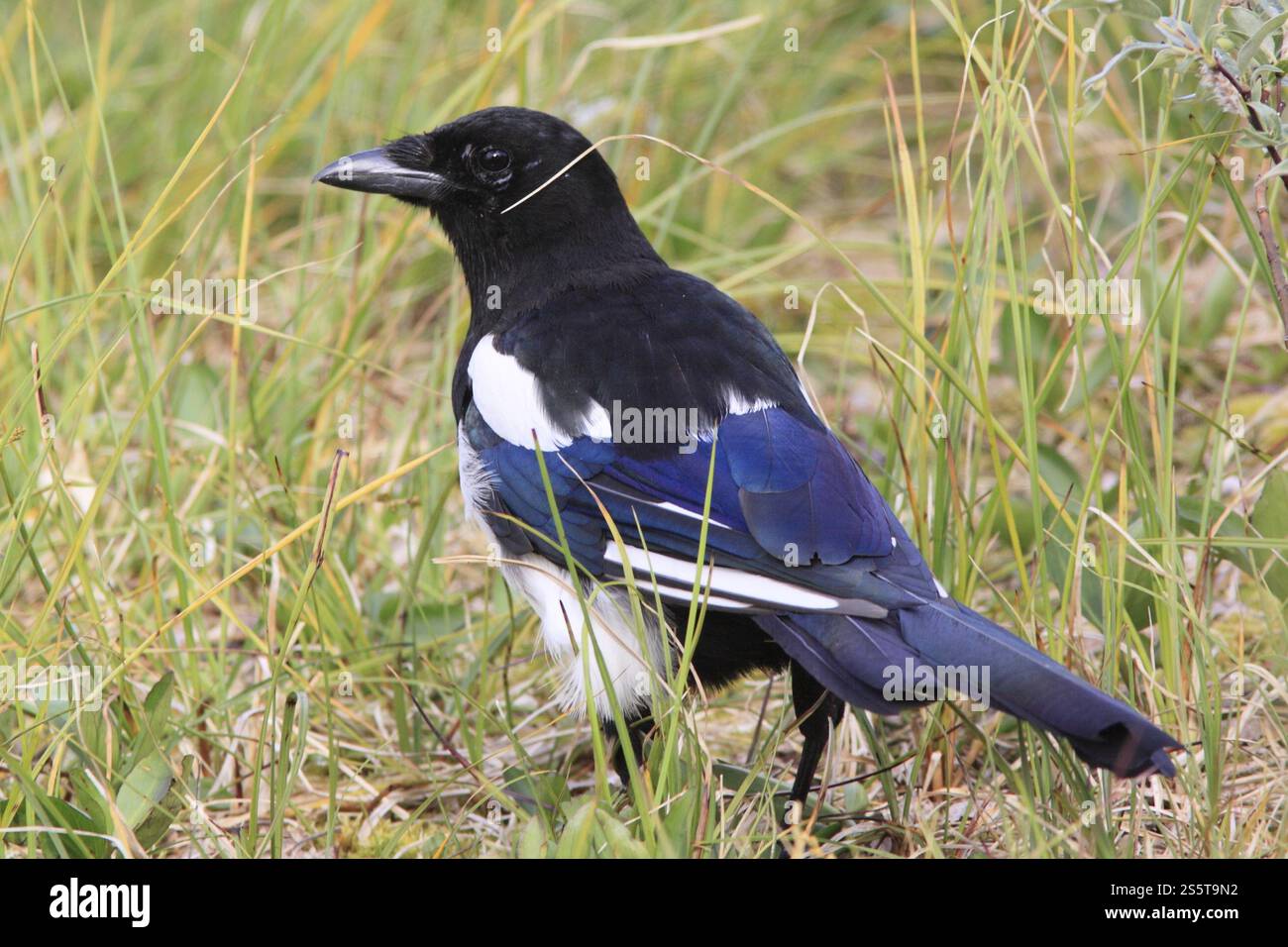Magpie, Pica pica, Magpie Stock Photo - Alamy