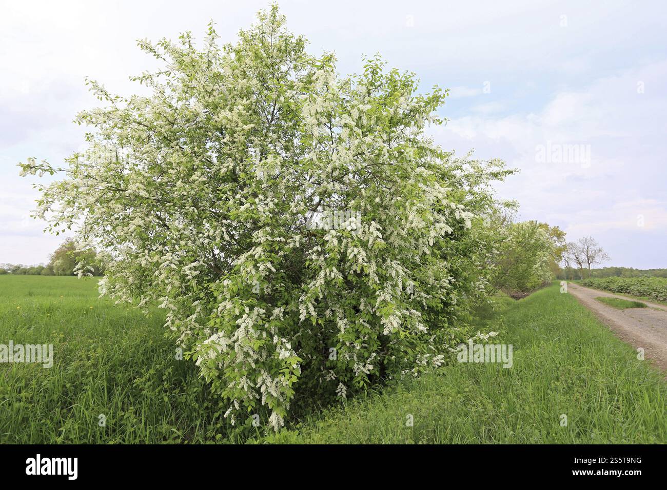 Weeping Cherry, Bird Cherry, Prunus padus Stock Photo - Alamy