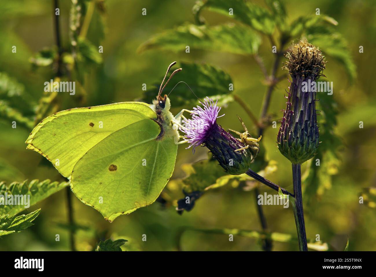 Butterfly insect butterflies hi-res stock photography and images - Alamy