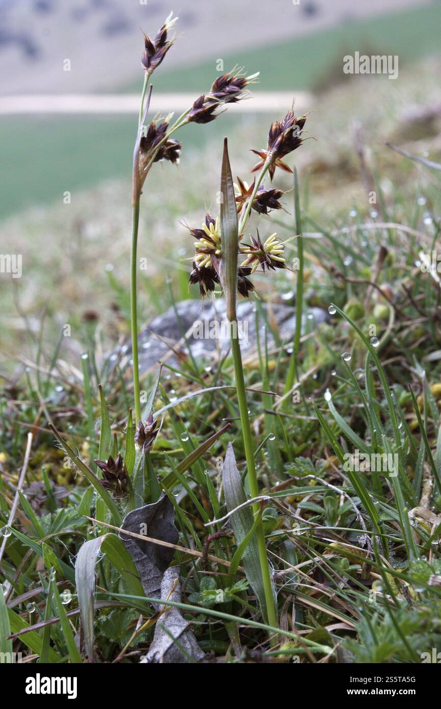 Field wood-rush, Luzula campestris, Field wood-rush Stock Photo - Alamy