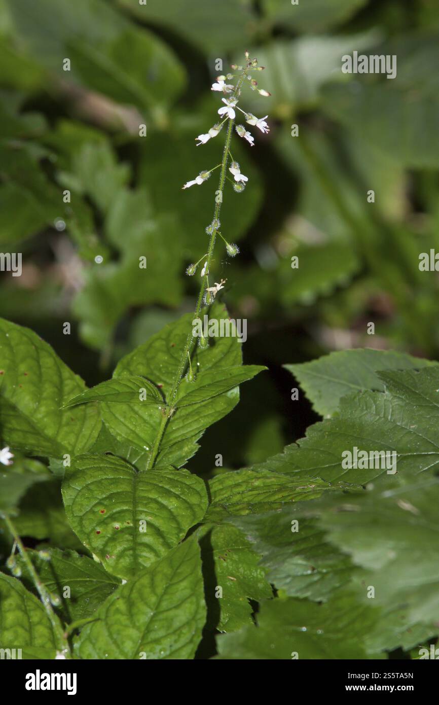 Enchanter's nightshade, Circea lutetiana, Enchanter's nightshade Stock ...