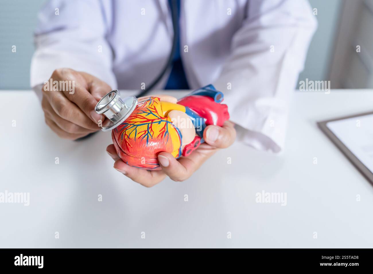 Doctor with anatomical model of human heart Cardiologist supports the ...