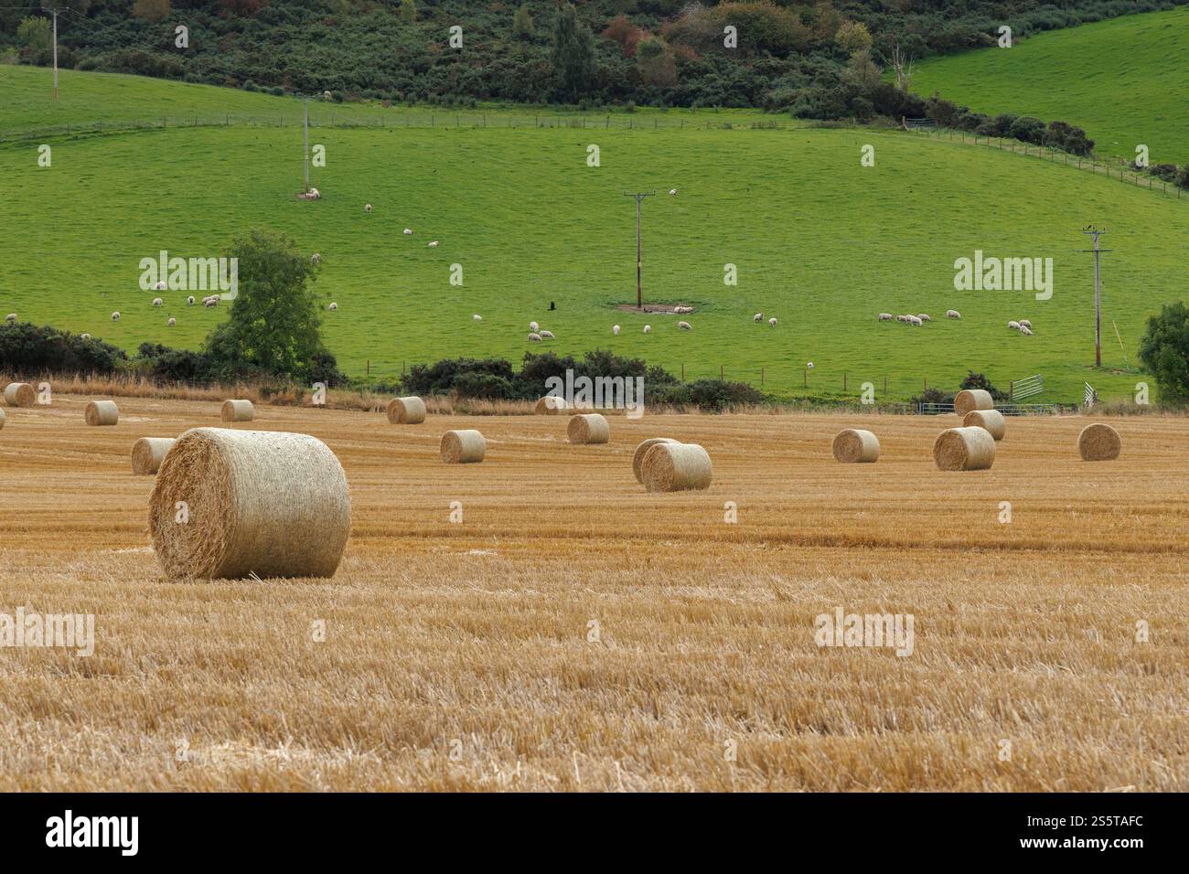 Scotland, Aldourie. Field of harvested hay Stock Photo - Alamy