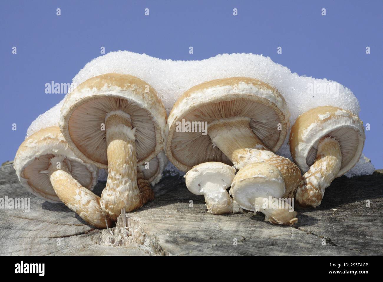Poplar scales, Pholiota populnea Stock Photo - Alamy