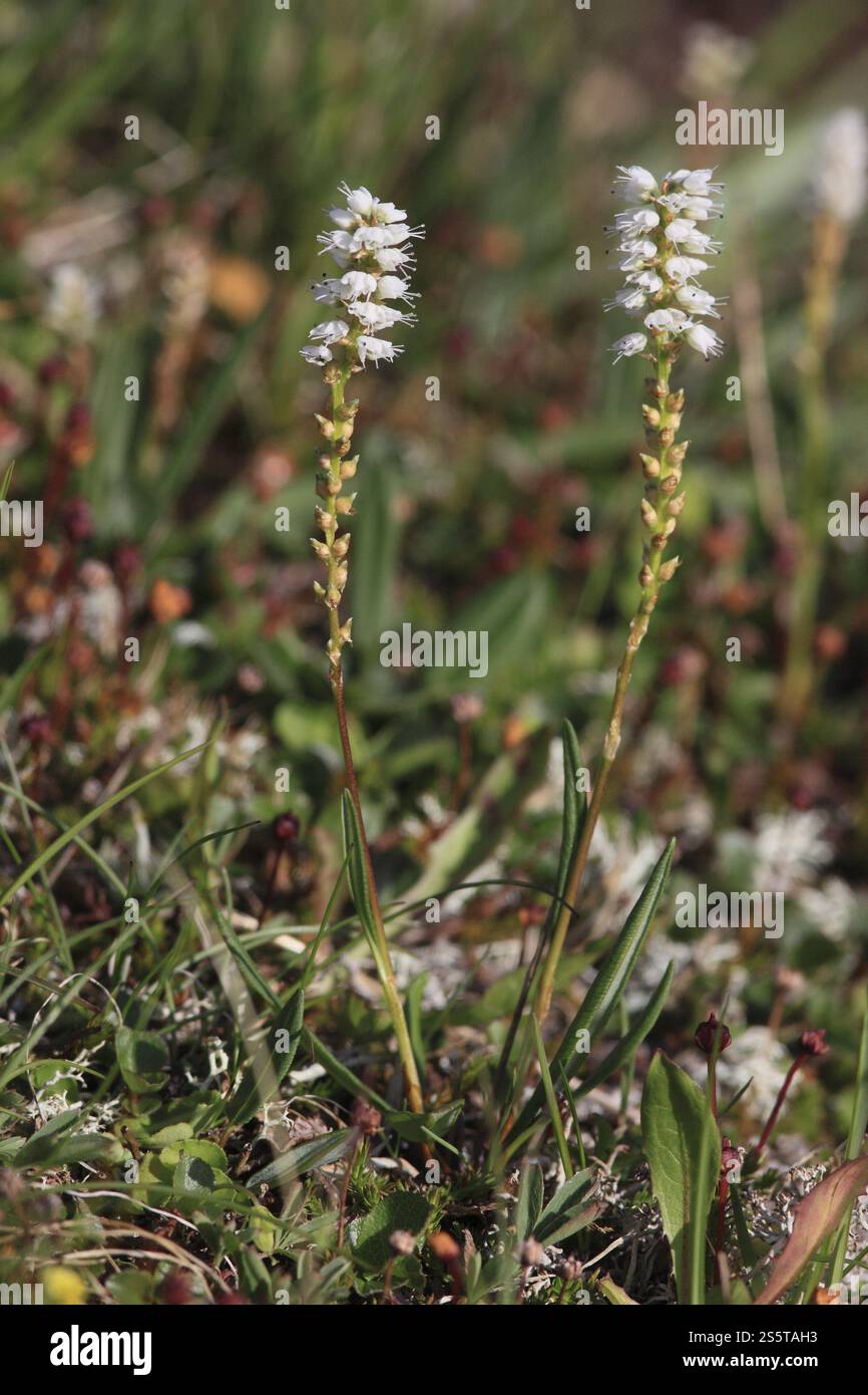 Nodule knotweed, Polygonum viviparum Stock Photo - Alamy