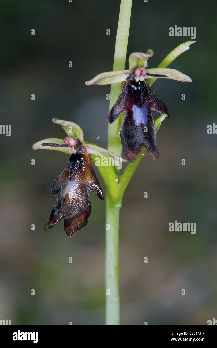 Fly Orchid, Ophrys insectifera, Fly Orchid Stock Photo - Alamy